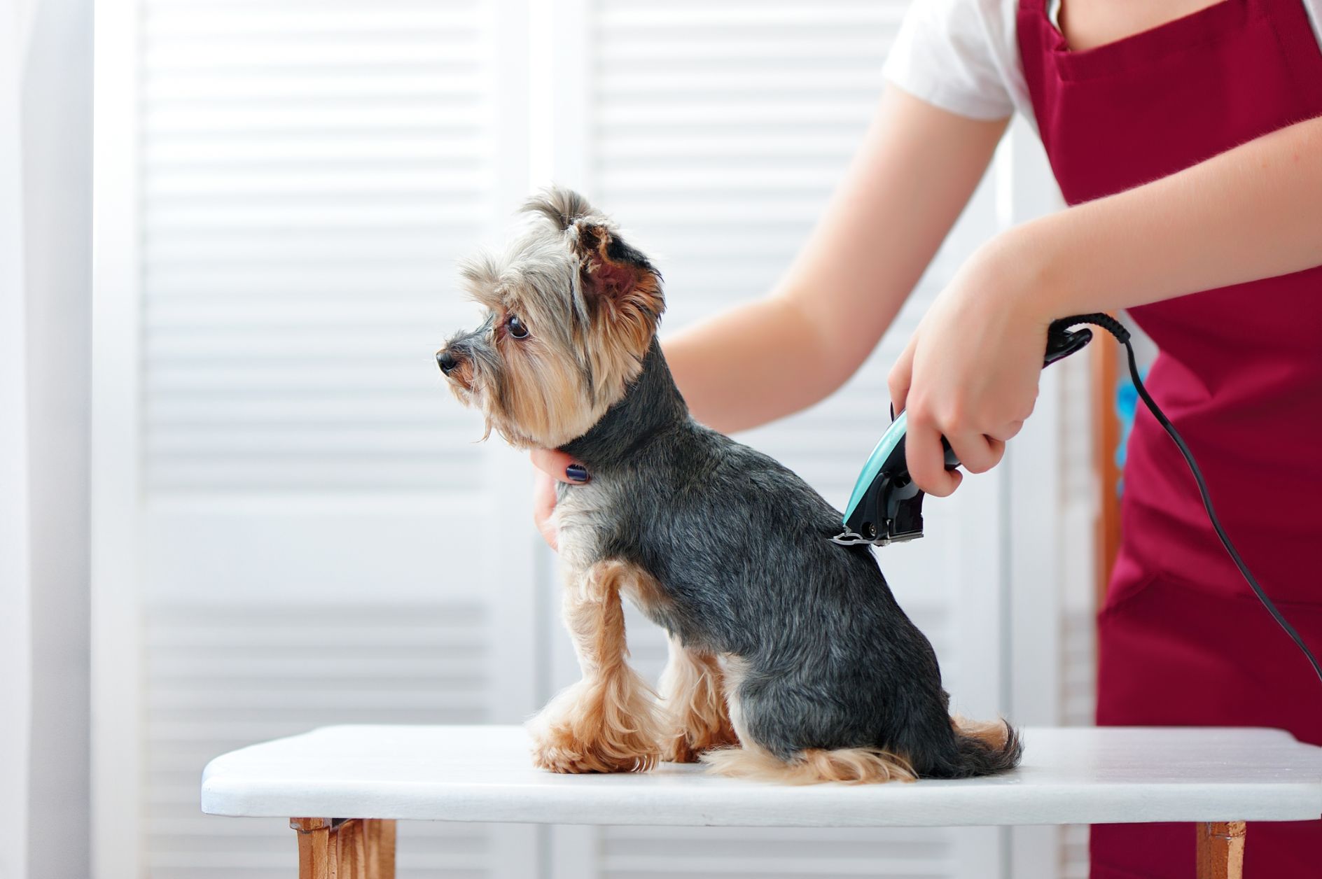 Métamorphose - Toilettage et accessoires chien et chat à Carmaux